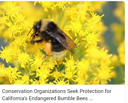 (243) bombinate: ブンブンブン蜂が飛ぶ♪ [FL 1; 157-86]: Lifelong Learner's Diary